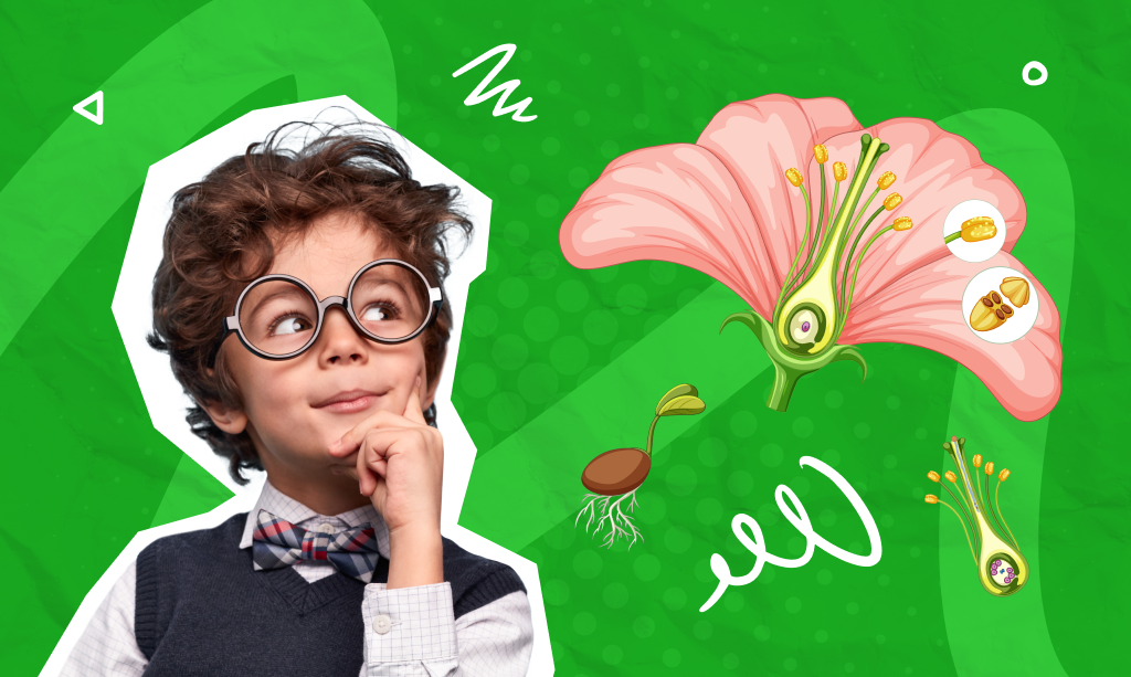 Explică-i copilului tău componentele florii și rolul lor